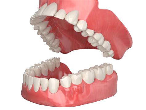 Tooth Model By Popuui 国际版 Makerworld