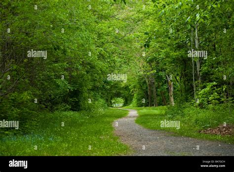 Tree Lined Path Stock Photo Alamy
