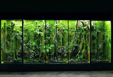 Greendeep精品雨林生态缸SZ大型生态缸制作记录 水景堂