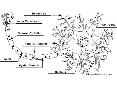 Label Neuron Worksheet Printable Grammar Worksheett
