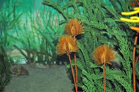 Exclusively Fossil Taxa Digital Atlas Of Ancient Life