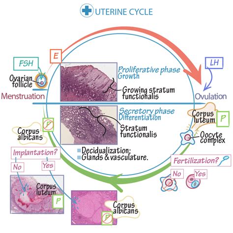 Embryology Glossary Ovulation And Uterine Preparation Ditki Medical