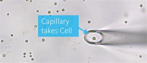 Manual Cell Picking At Harold Herron Blog