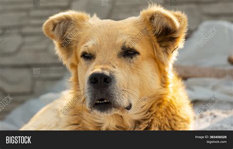 Portrait Cute Mutts On Image And Photo Free Trial Bigstock