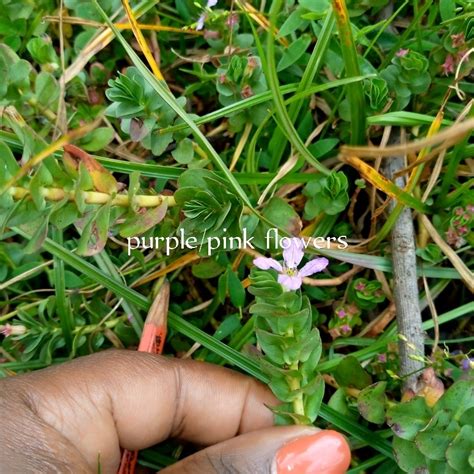 Lythrum Rotundifolium From Matura Kenya On July 29 2022 By Malombeitambo Common In A Season