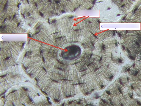 Bone Tissue Diagram Quizlet