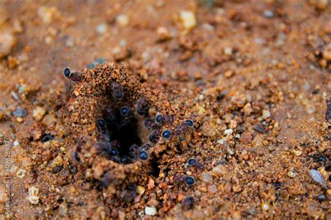 Breathtaking Image Of An Industrious Ant Colony Building A Complex Underground Habitat