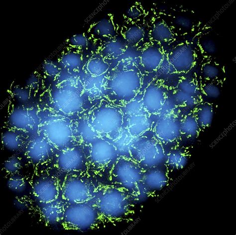 Mitochondria And Nuclei Sim Micrograph Stock Image C0237785