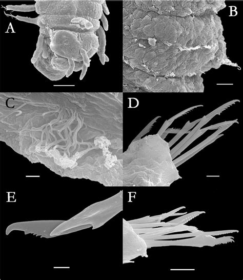 Sem Micrographs Of Odontosyllis Septemdentata Nsp A Anterior End