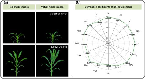 Maize Plant Visualization Results A Generated Virtual Maize Images And Download Scientific