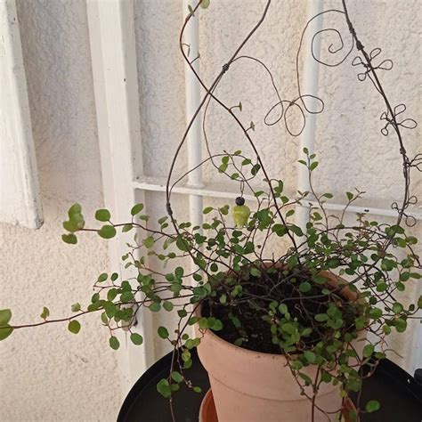 Wire Bird Cage Wire Cage Unique Piece Handmade In France Wire