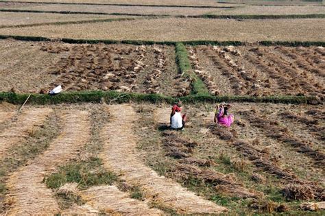 Premium Photo People Working On Field