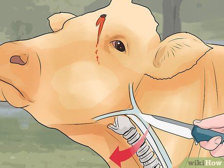 牛を人道的に安楽死させる 4つの方法 Wikihow