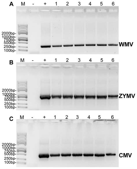 Detection Of Disease In Cucurbita Maxima Duch Ex Lam Caused By A Mixed Infection Of Zucchini