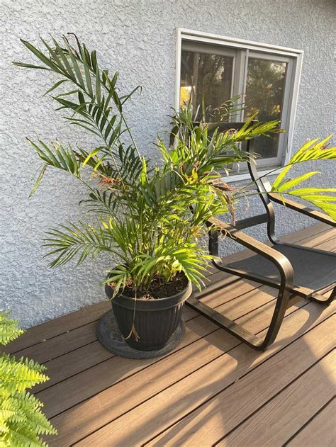 Find More Fcfslargehealthy Palm Tree For Sale At Up To 90 Off