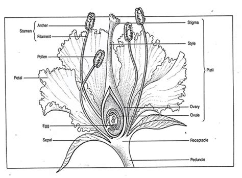 Flower Sexuality Recognise Plants