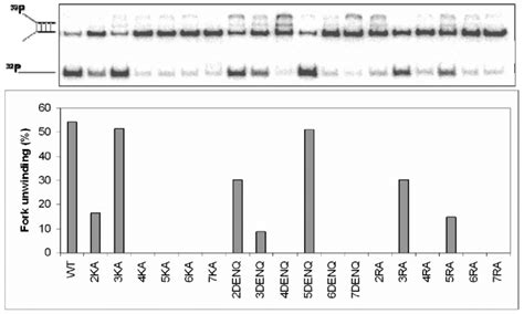 Helicase Activity Of Atpase Mutant Hexamers The Helicase Activity