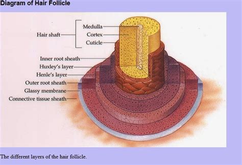 Natural Chula Understanding The Ph Of Your Hair So That You Can Use Moisture For Your Benefit