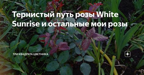 Тернистый путь розы White Sunrise и остальные мои розы | Три квадрата ...