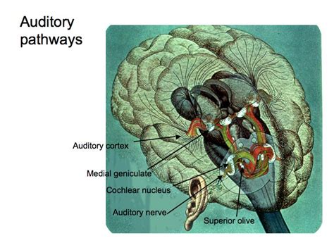 Perception Lecture Notes Auditory Pathways And Sound Localization