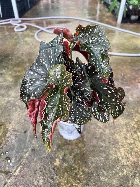 Begonia Cracklin Rosie Online Sellers
