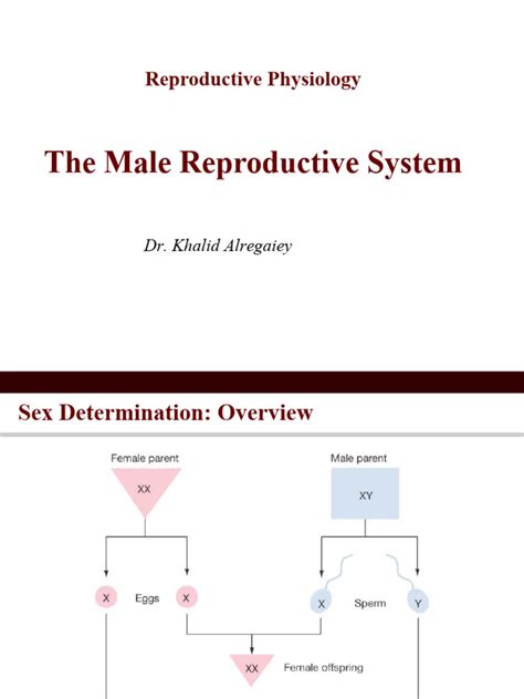 12 Male Reproductive System Download Free Pdf Semen Luteinizing Hormone