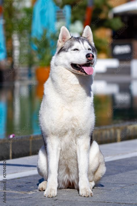How Big Is A Full Grown Female Siberian Husky How Big Is A Full Grown Female Siberian Husky