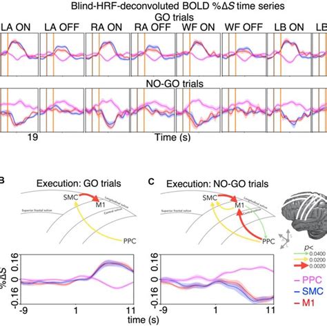 Spatiotemporal Dynamics Of Bold Activity And Directional Information Download Scientific