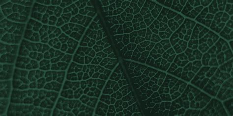 Asknature Bio Inspiration Cards — Resource — Asknature