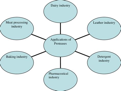 Diagrammatic Representation Of Industrial Applications Of Proteases Download Scientific Diagram