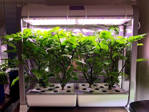 Carolina Reapers In My Aerogarden Farm Plus R Hotpeppers