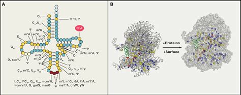 Figure 4 From Dynamic Rna Modifications In Gene Expression Regulation