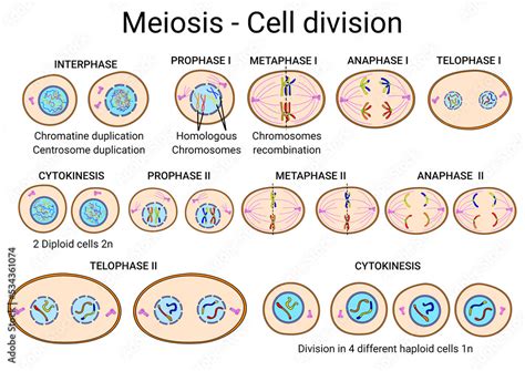 Meiosis Biology