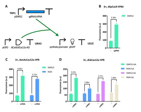 Gene Digital Circuits Based On Crispr Cas Systems And Anti Crispr Proteins Article Jove