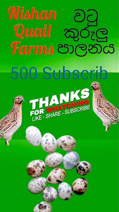Nishan Quail Farms වටු කුරුලු පාලනය 500 Subscrib Thanks For