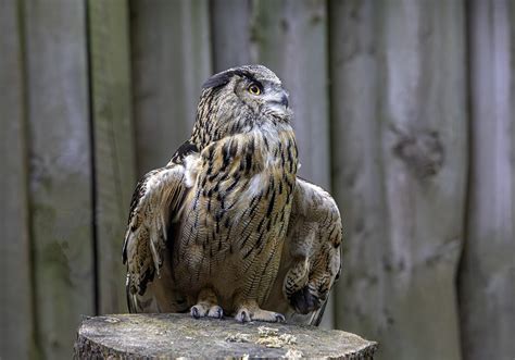 조류 포식자 생물 다양성 새의 행동 Pixabay의 무료 사진 Pixabay