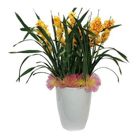 꽃배송서비스 P 면세 옐로우 심비디움 대8~10대 코랩샵 Kolab 연구용 기자재 실험용 기초 소모품 및 연구 장비 전문 쇼핑몰