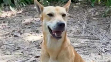 Pali Le Chien Errant Simprovise Guide Dun Groupe De 5 Amis Faisant