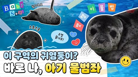 귀여움이 세상을 지배한다 아쿠아리움의 막내온탑 아기 물범 Youtube
