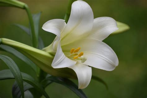 Flower Lily Easter Free Photo On Pixabay Pixabay