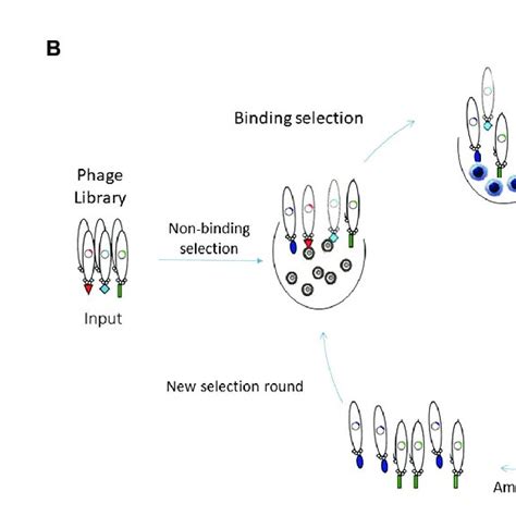 Schematic Representation Of In Vitro Phage Display Technology A In Download Scientific