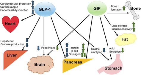 Complementary Effects Of Gip And Glp 1 Gip Glucose Dependent Download Scientific Diagram