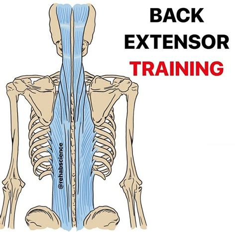Back Extensor Strengthening At Liam Edgar Blog