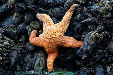 Exploring The Importance Of Echinoderms In The Marine Ecosystem Teke Trek