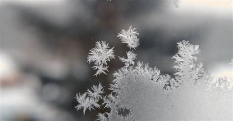 감기 겨울 기분 겨울 시즌 겨울 풍경 겨울의 아름다움 겨울철의 계절 관념적인 기상 현상 꽁꽁 언 눈 눈송이 받침대 샷 상세한 샷 추적 서리 서리