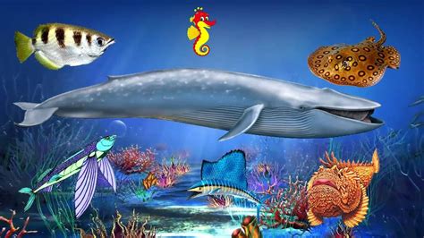 Морские животные познавательное видео для детей Жители моря и океана Youtube