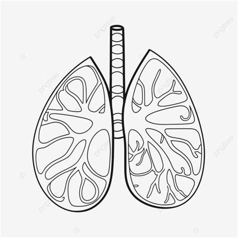 착색을 위한 폐 그림 벡터 기본 간단한 귀여운 만화 폐 개요 흰색 배경에 고립 어린이 색칠 페이지 Png 일러스트 및