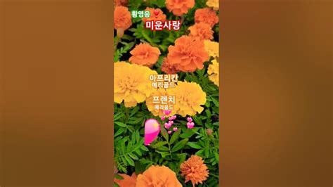 황영웅 ️ 미운사랑 아프리칸 메리골드 프렌치 메리골드 Youtube