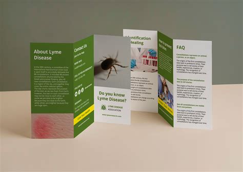 Personalize This Simple Lyme Disease Information Trifold Brochure