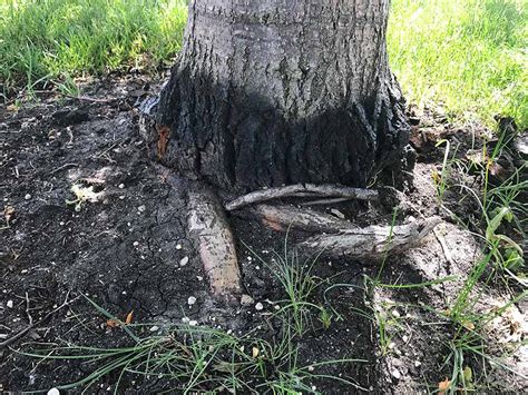 Tree Root Issues Blog Parkland Tree Care